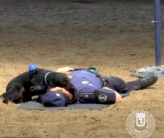 VIDEO: Police dog goes viral after performing CPR